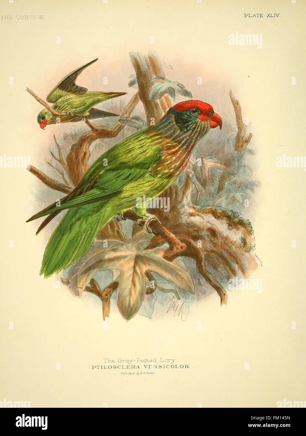 This monograph focuses on the lories, or brush-tongued parrots ...
