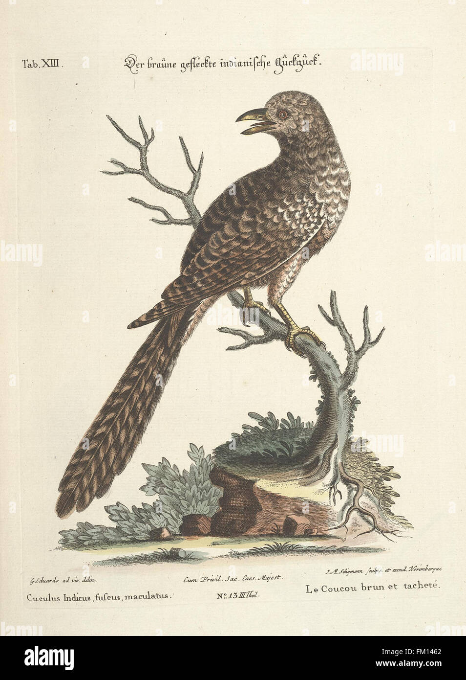 This collection features rare and foreign bird species, depicted in ...