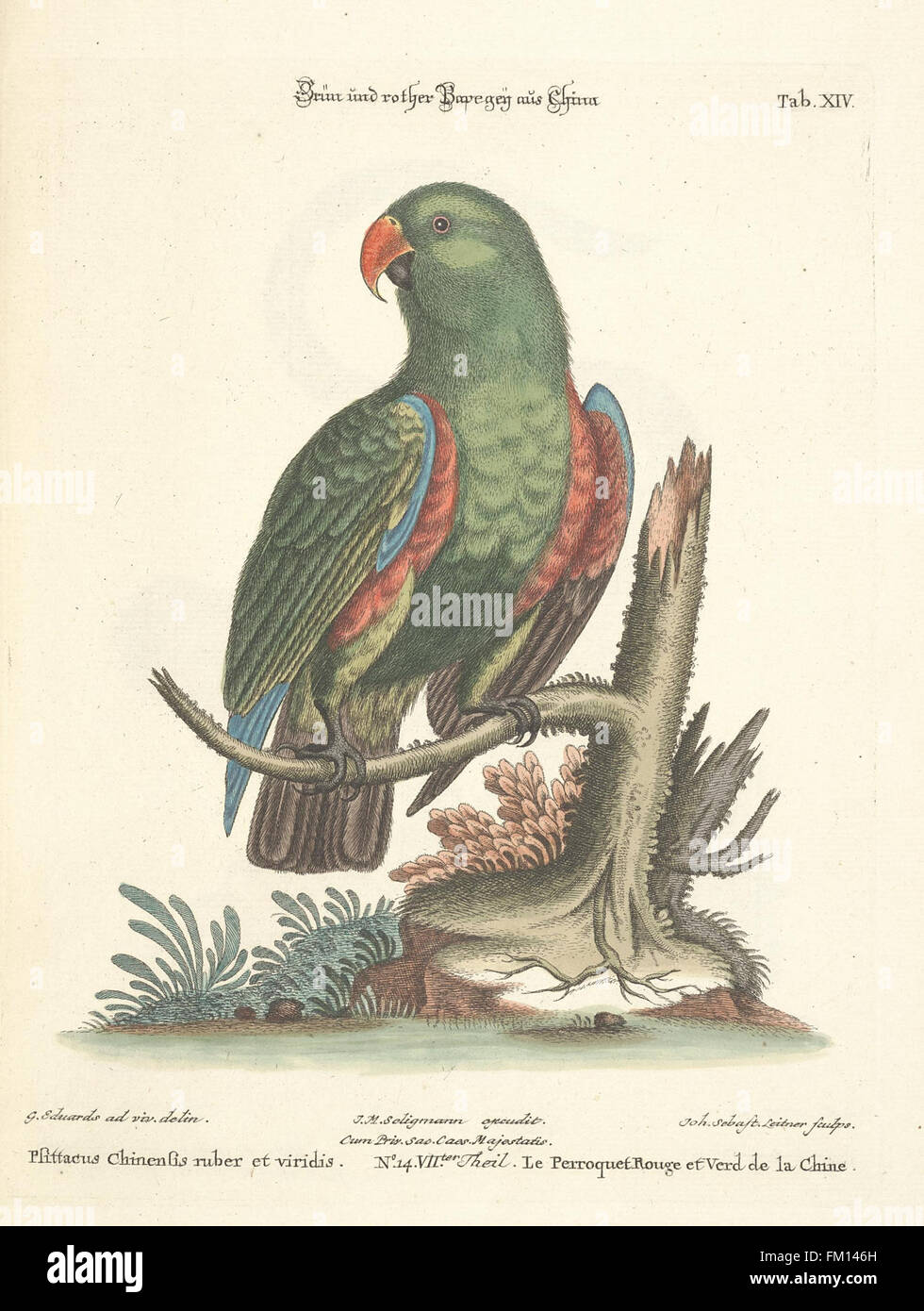 A collection of rare and foreign bird species, presented in detailed ...