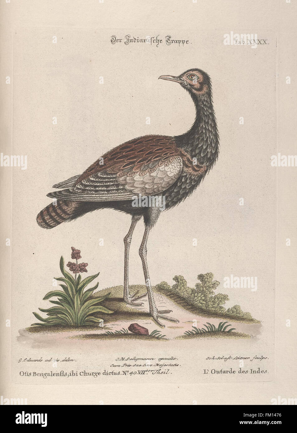 This work presents rare and foreign bird species, with a focus on their ...