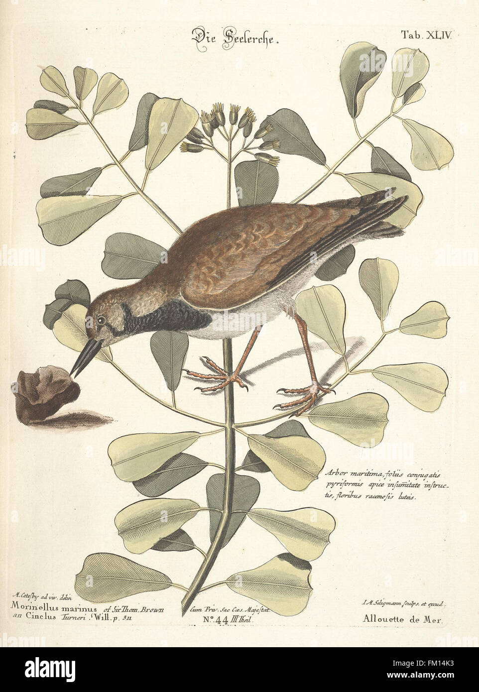 This collection features rare and foreign bird species, with detailed ...