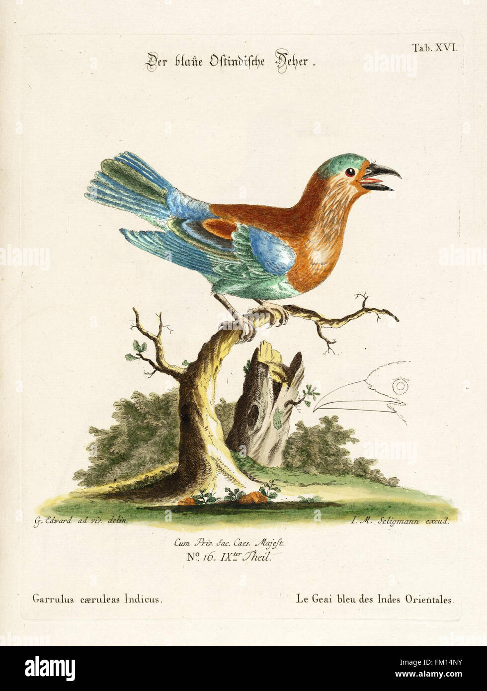 This illustrated collection (Tab. XVI) from the Missouri Botanical ...