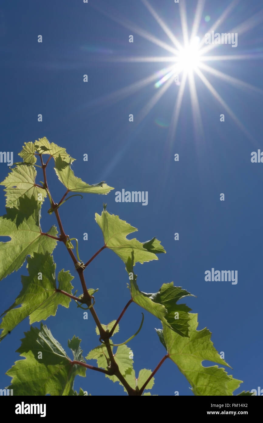 Grape vine growing against blue sky sun flare hi-res stock photography ...