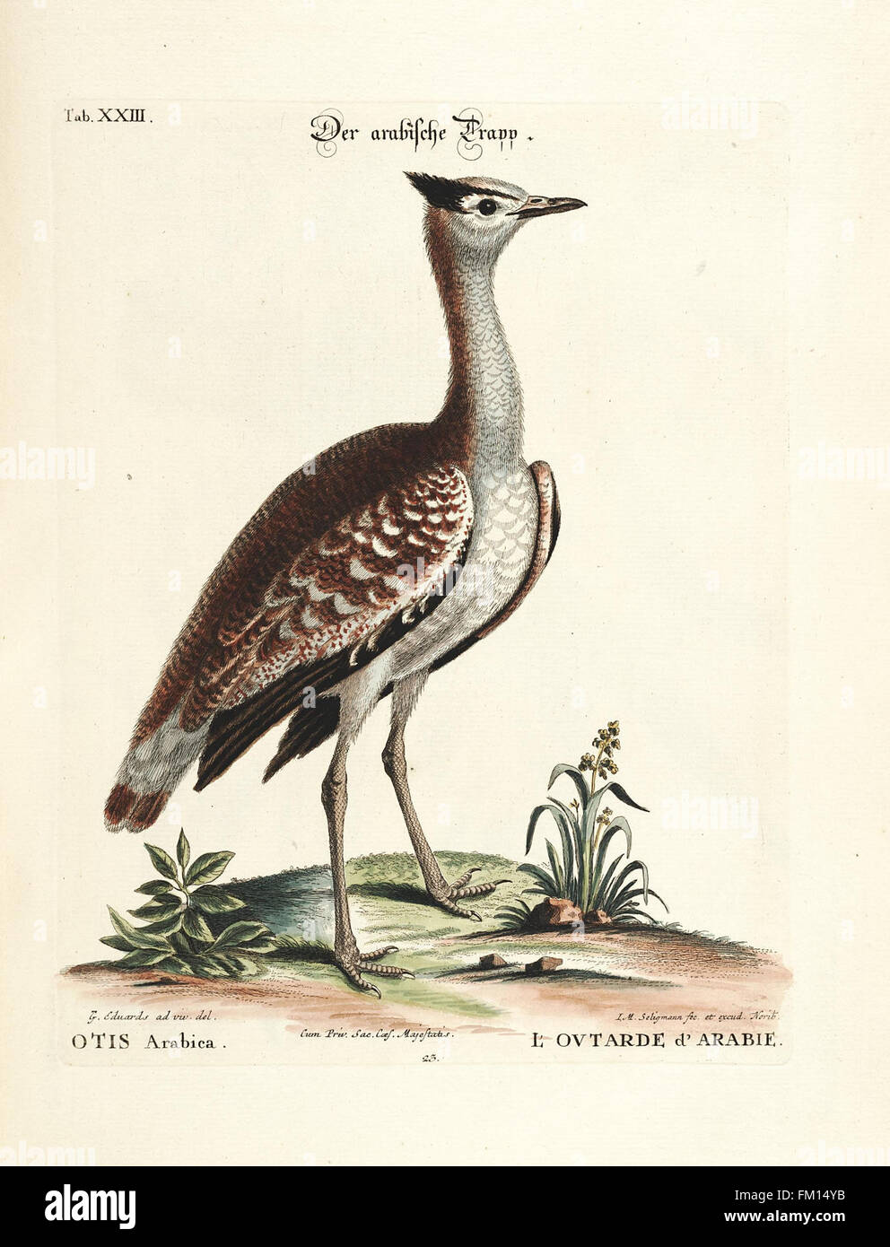 This collection features rare and foreign bird species, showcasing ...
