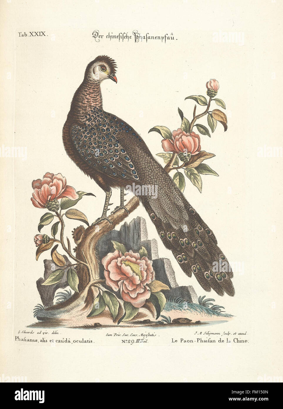 This collection showcases rare and exotic bird species, providing ...
