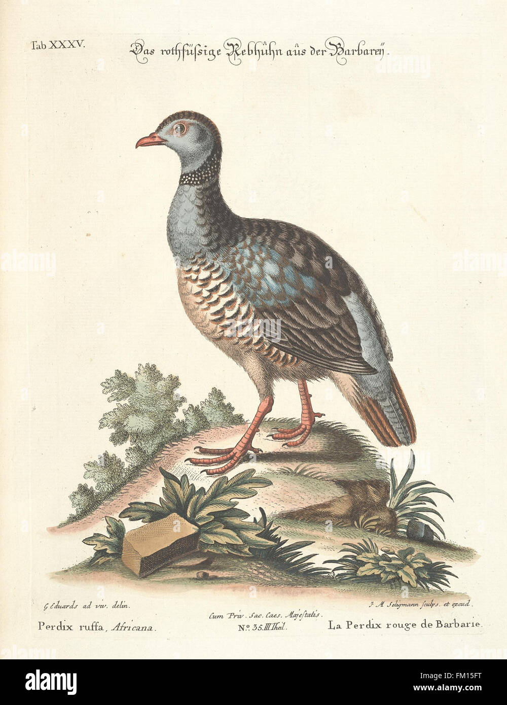 A collection of rare and foreign bird species, featuring detailed ...