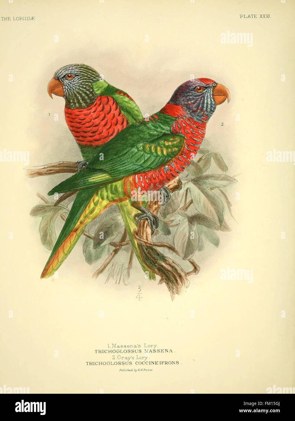 Plate XXXI from 'A Monograph of the Lories' features detailed ...