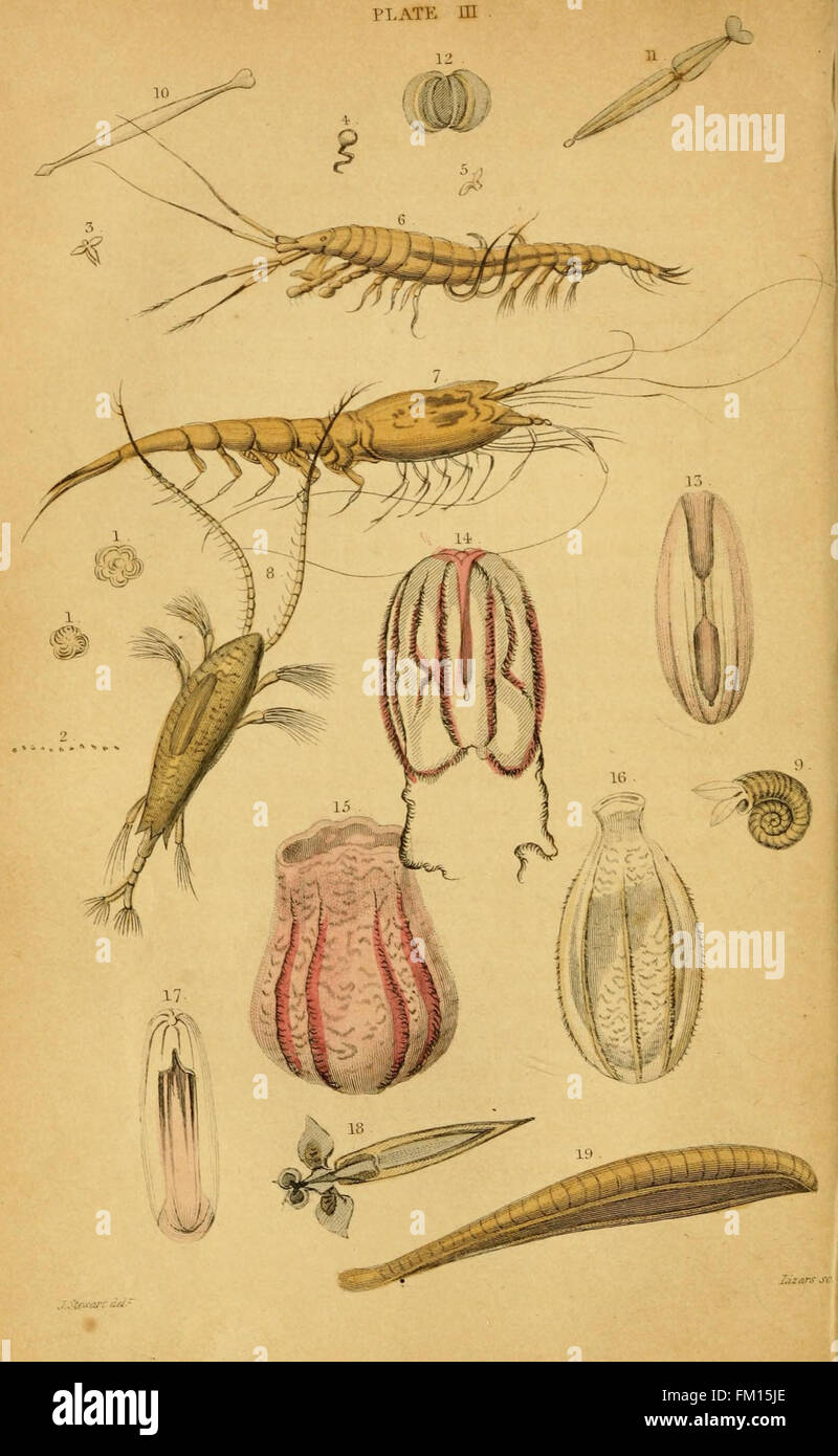 This plate from the Smithsonian Institution Libraries features detailed ...