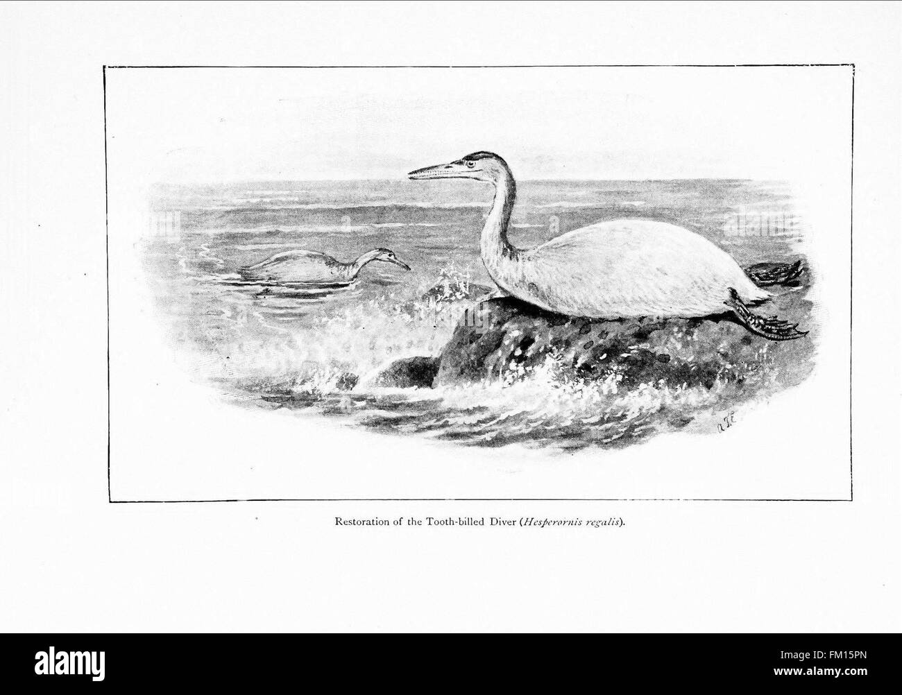 Old world birds Black and White Stock Photos & Images - Alamy
