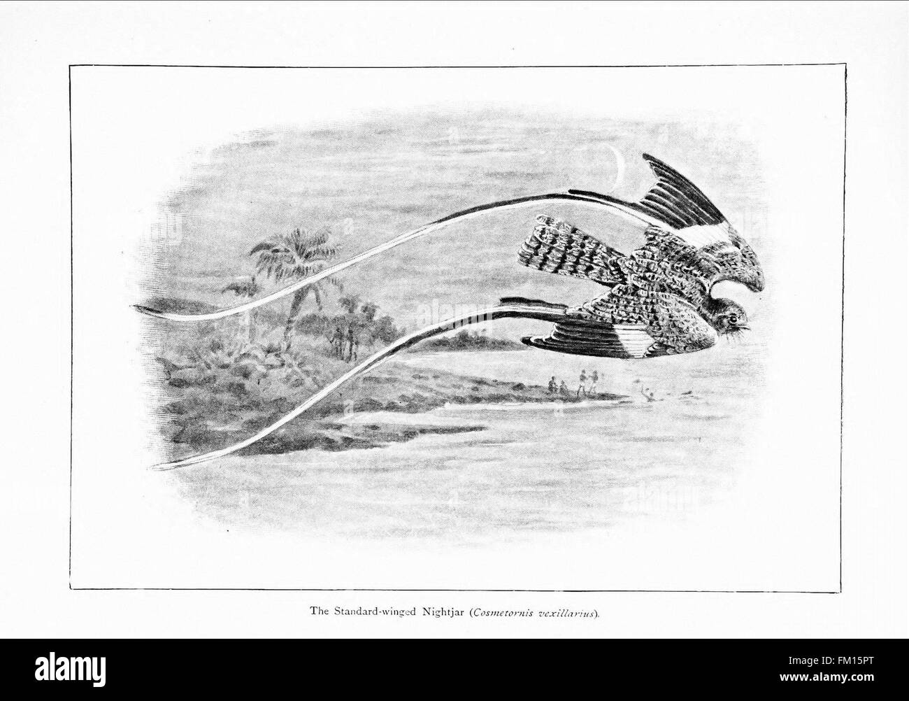 This plate from 'Wonders of the Bird World' showcases extraordinary ...