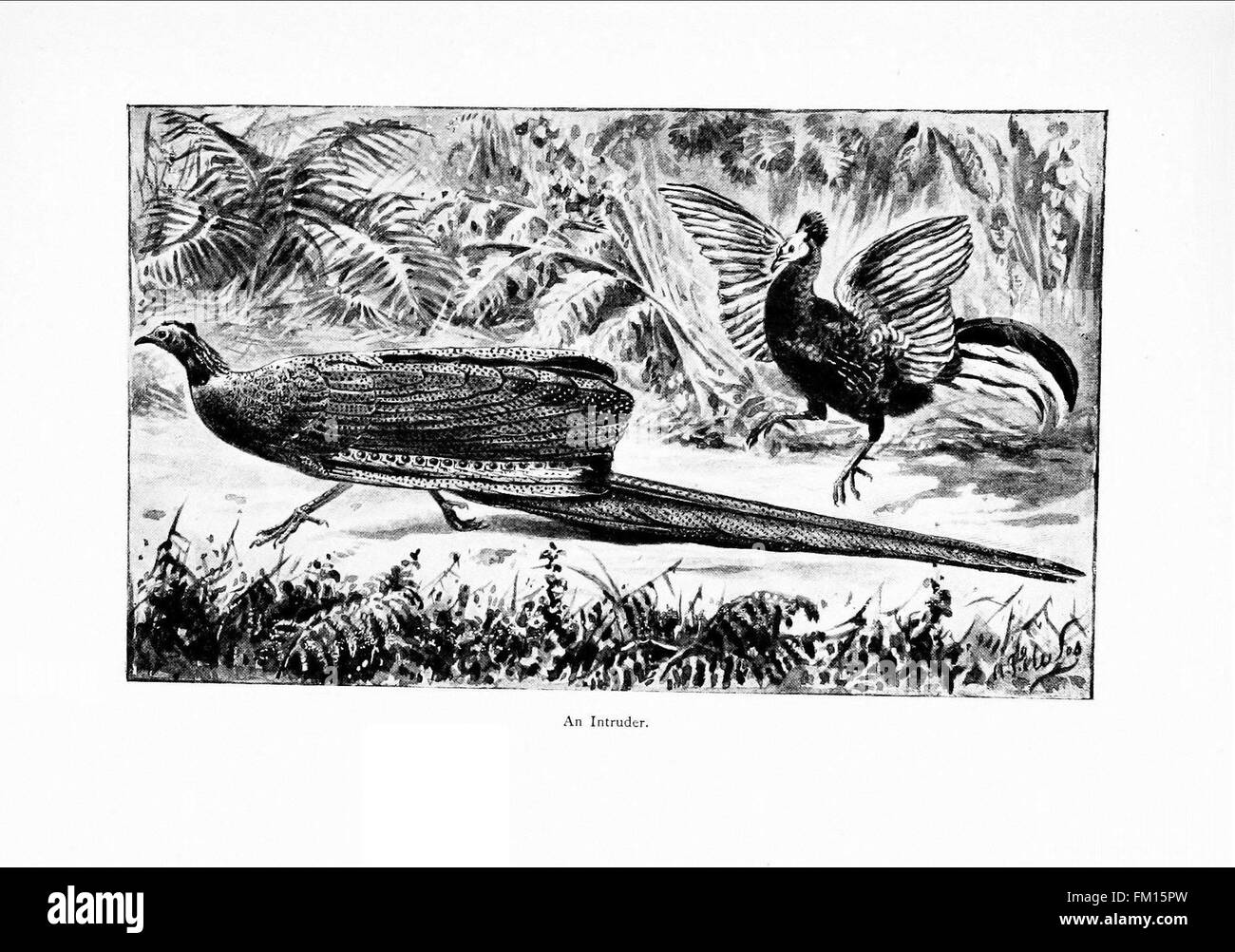 An illustration from the 'Wonders of the Bird World' series, showcasing ...