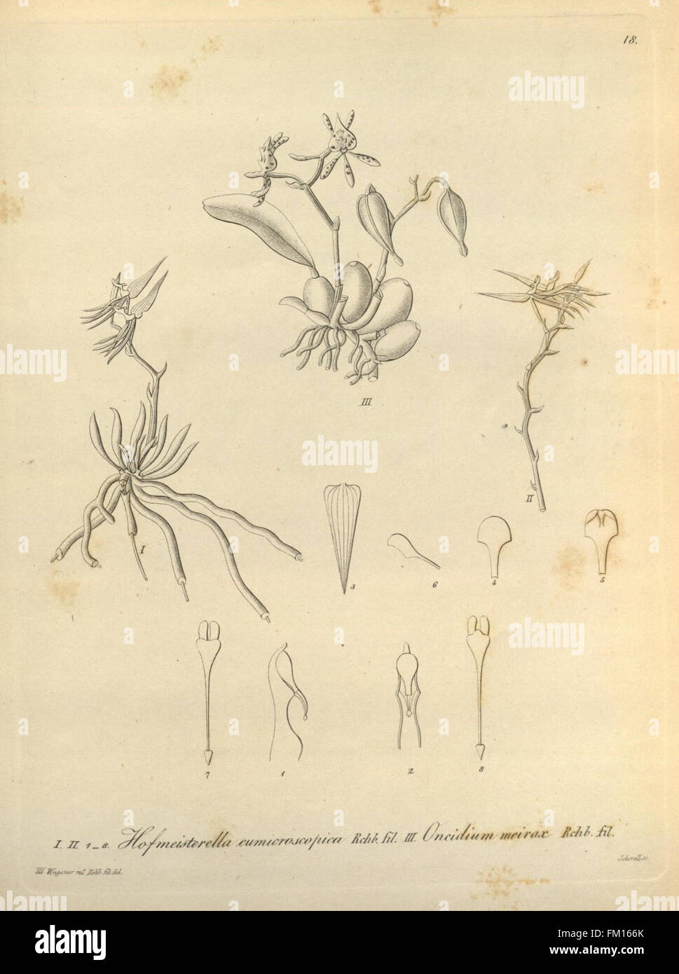 An illustration from 'Xenia Orchidacea,' depicting a detailed orchid ...