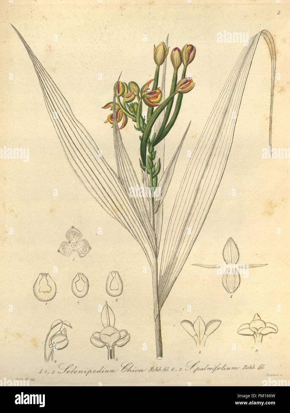 'Xenia Orchidacea' (Fig. 2) is a botanical illustration depicting the ...