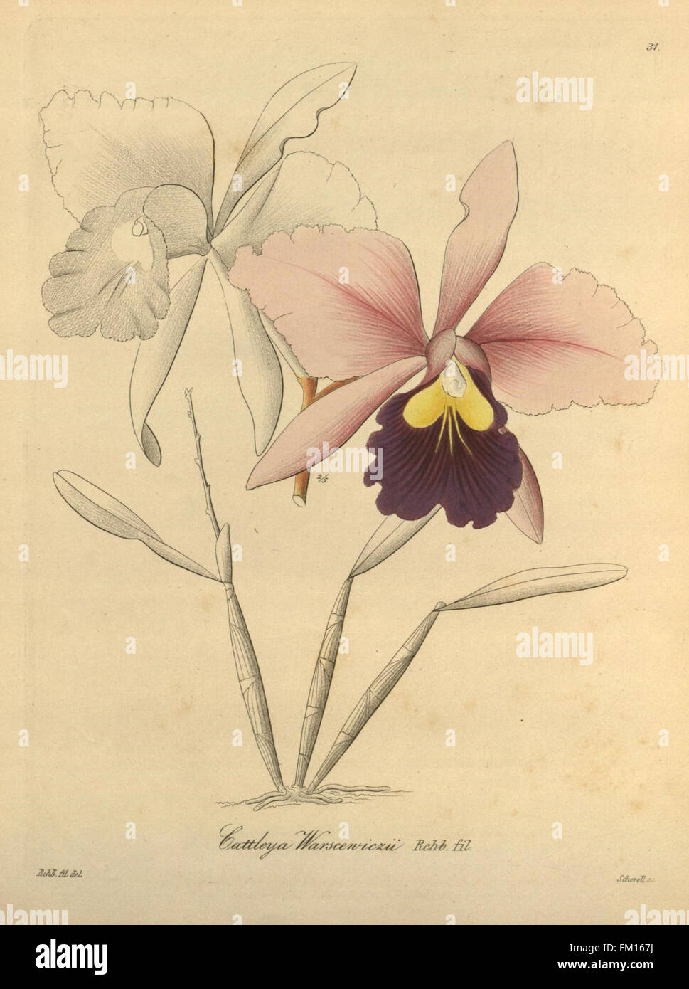 'Xenia Orchidacea' (Fig. 31) features an illustration of a specific ...
