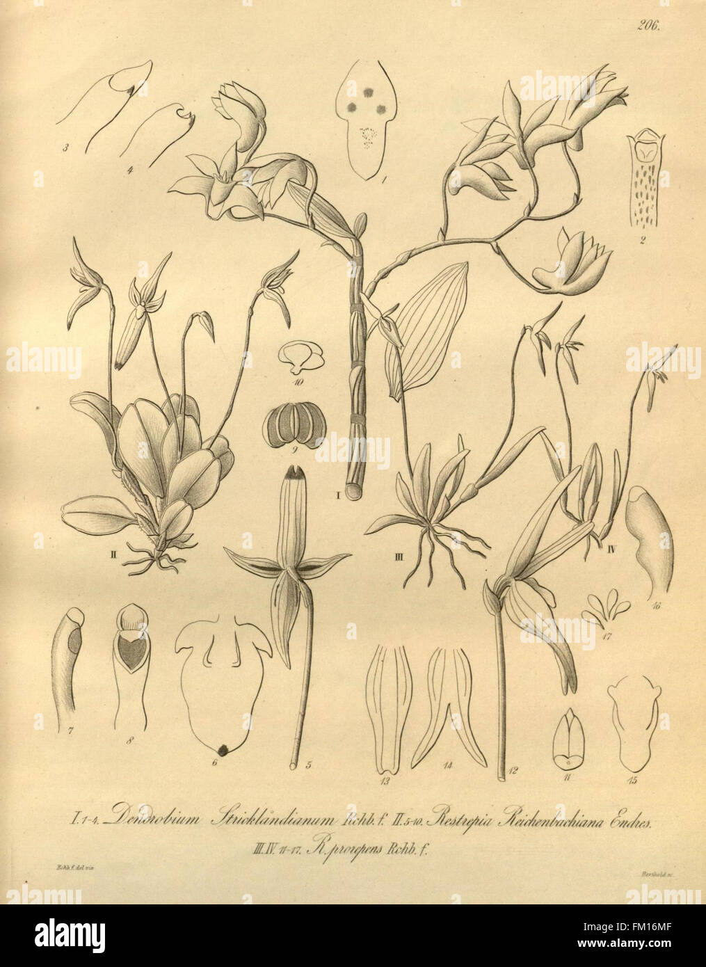 'Xenia Orchidacea' features detailed botanical illustrations of orchids ...