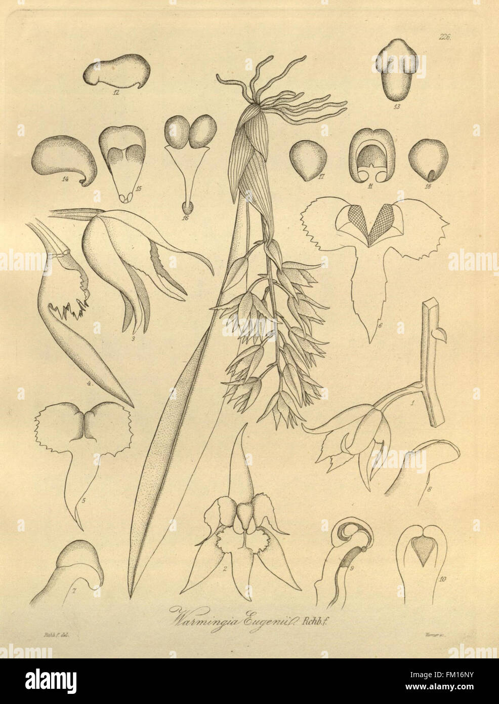Xenia Orchidacea features detailed botanical illustrations of orchids ...