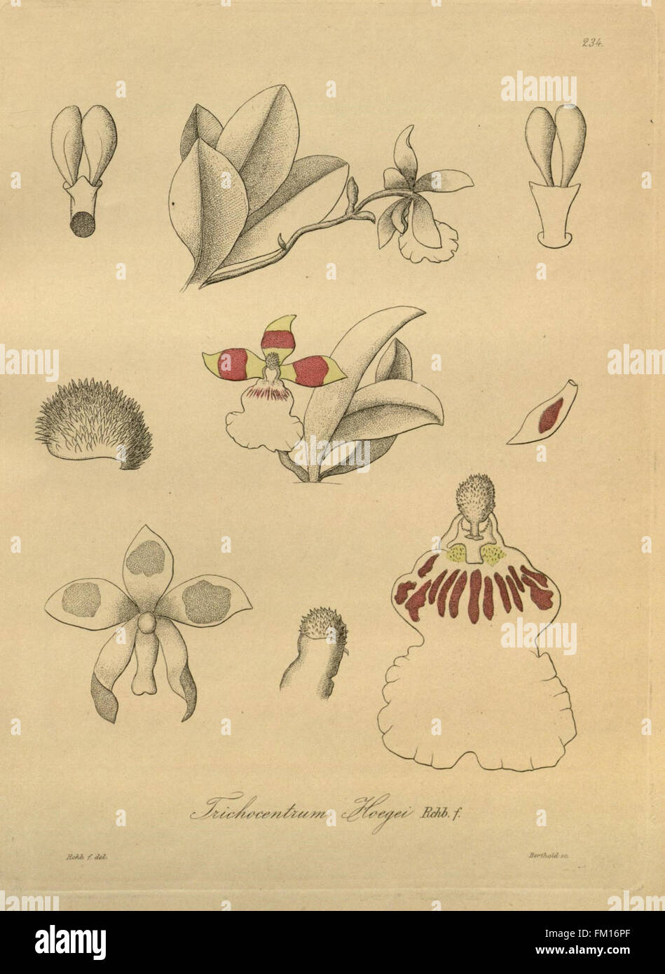 This plate from 'Xenia orchidacea' illustrates the diverse species of ...