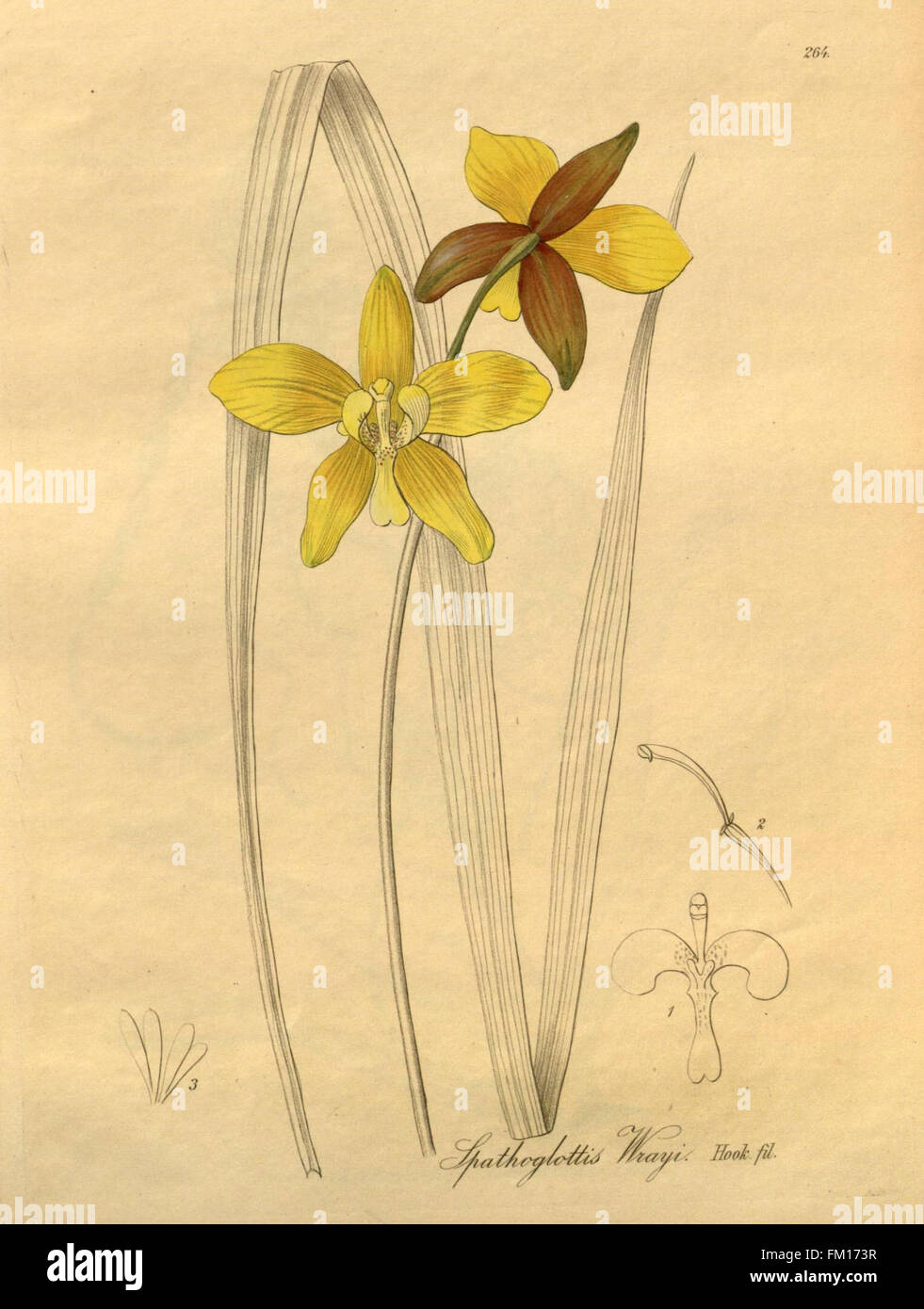 This plate features detailed illustrations of orchid species ...