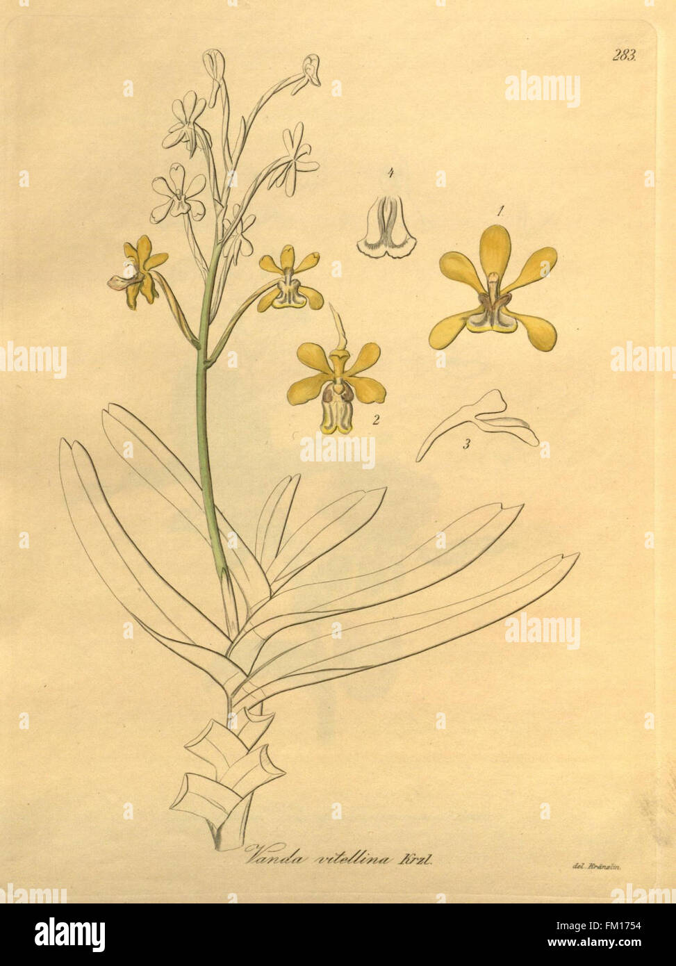 Plate 283 of 'Xenia Orchidacea' features illustrations of orchid ...