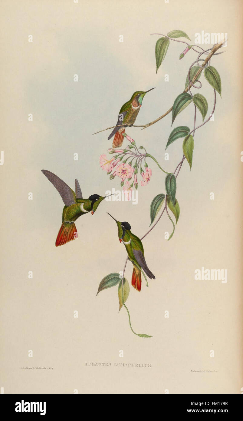 Plate 222 from 'A Monograph of the Trochilidae' illustrates hummingbird ...