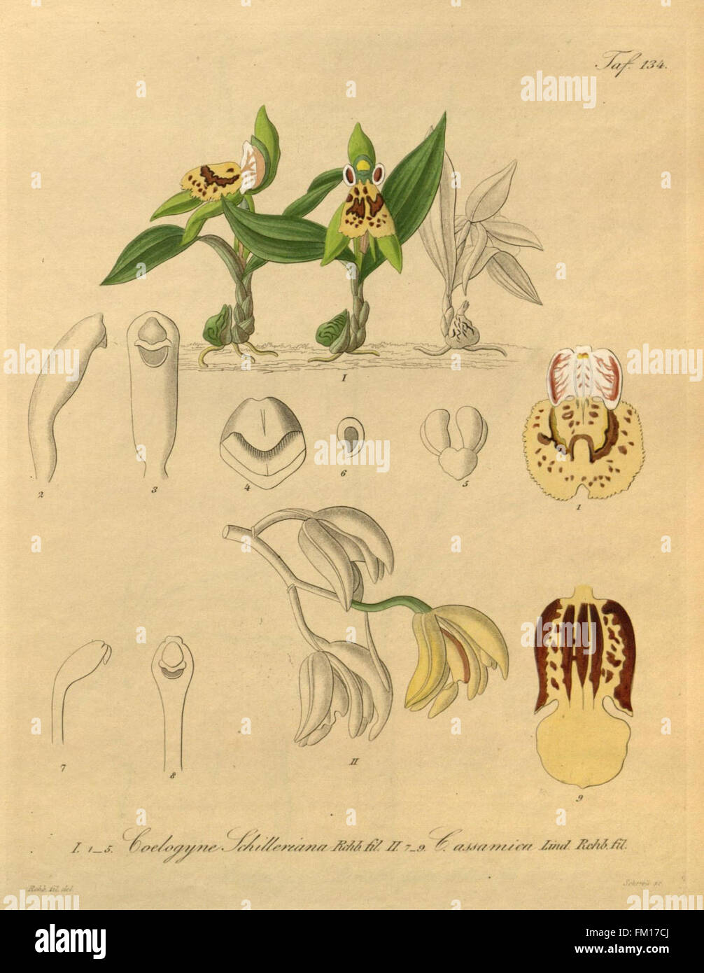 Tab 134 From Xenia Orchidacea Features Detailed Illustrations Of Orchid Species Contributing