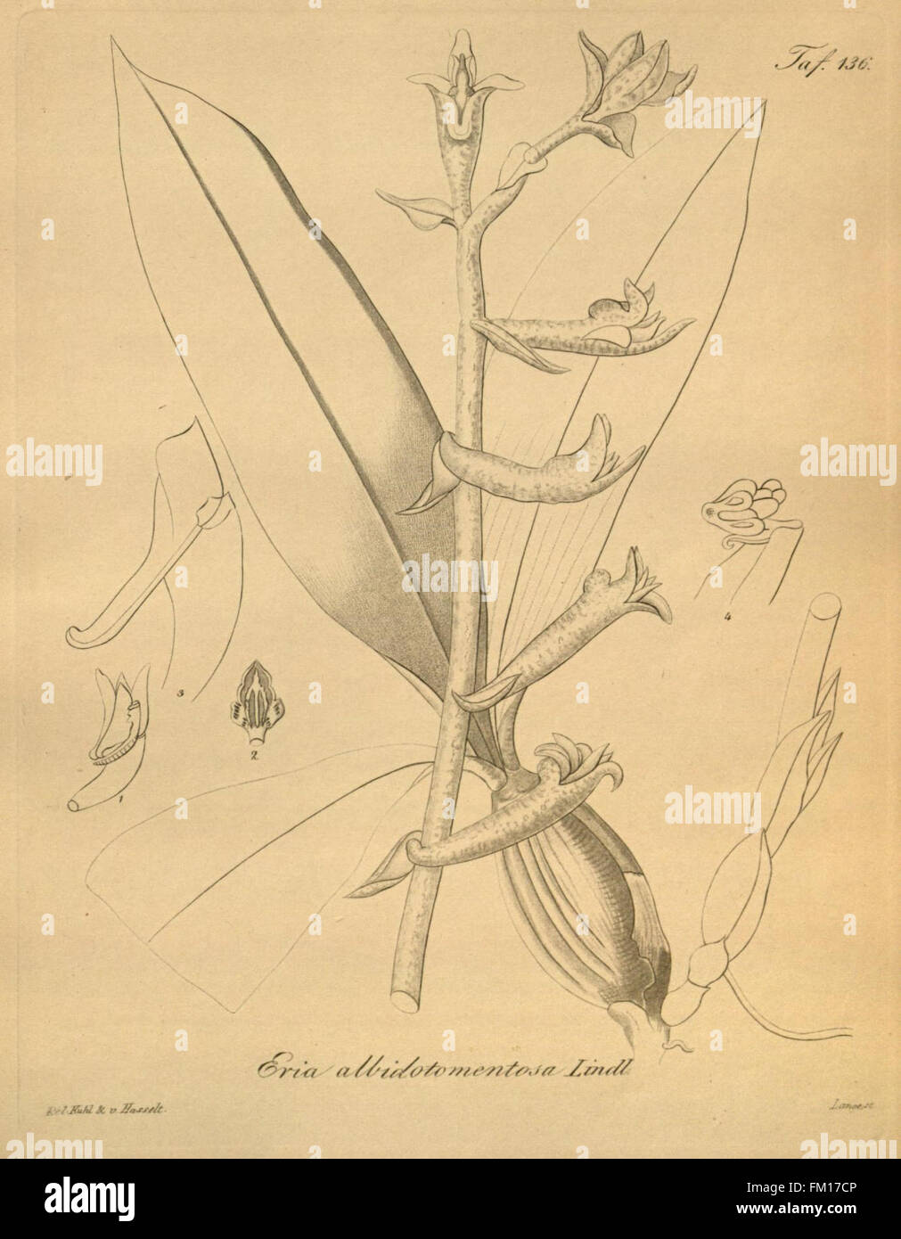 Xenia Orchidacea showcases various orchid species, with Tab. 136 ...