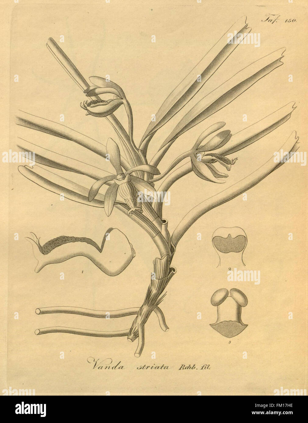 Plate 150 from *Xenia Orchidacea* showcases various species of orchids ...