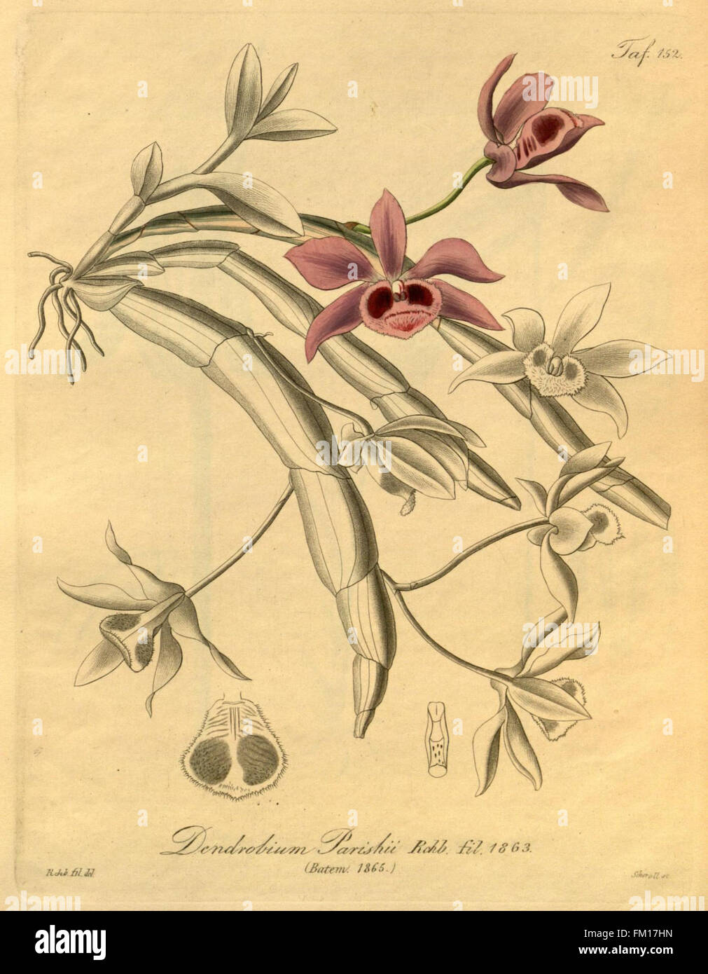 An illustration from 'Xenia Orchidacea', showcasing various species of ...