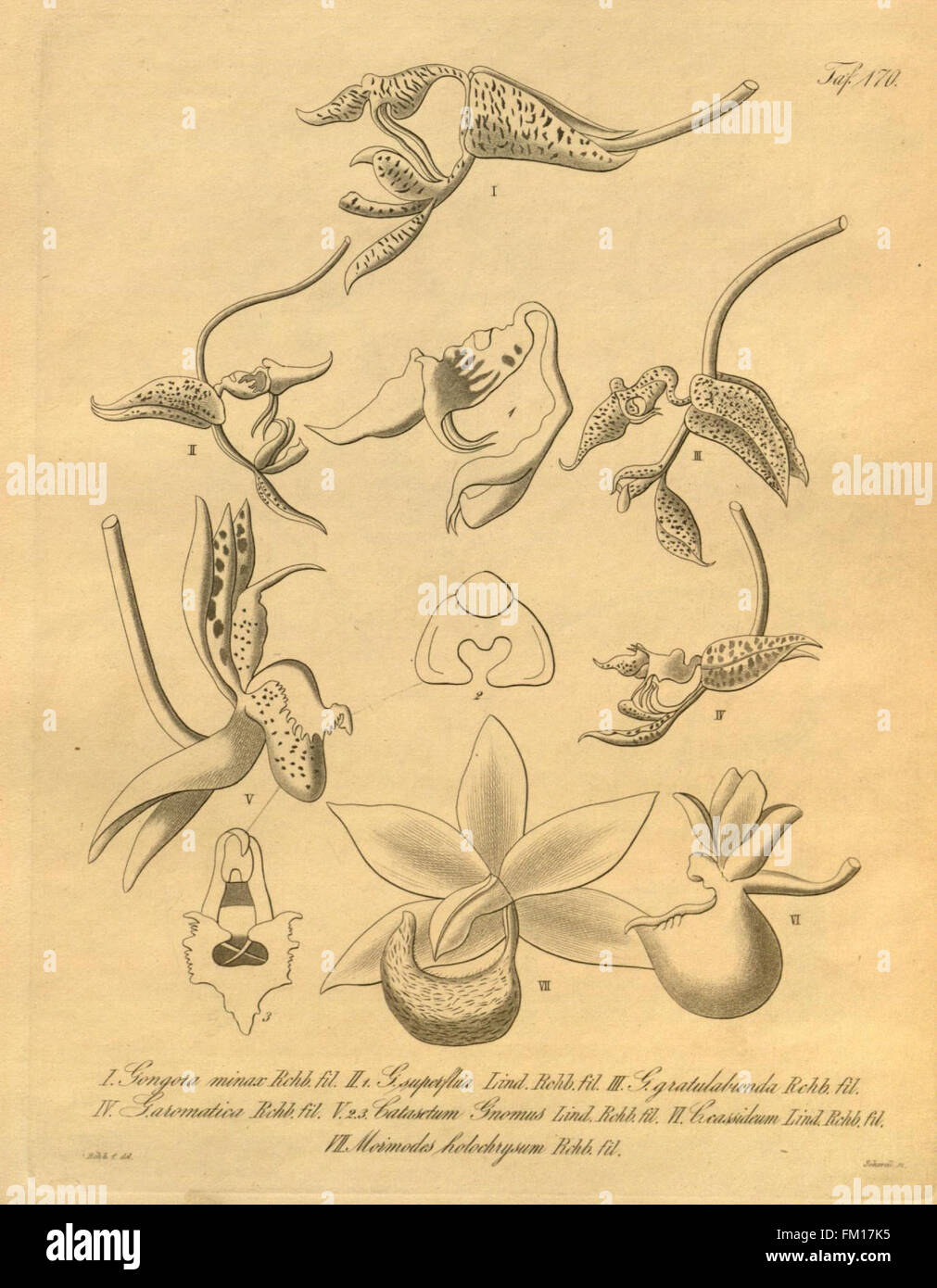 'Xenia Orchidacea' features detailed botanical illustrations of orchids ...