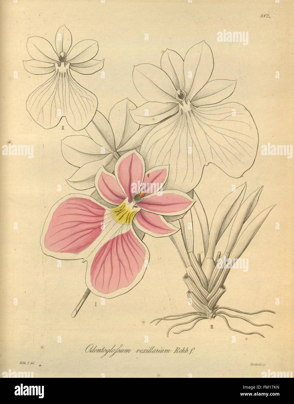 *Xenia Orchidacea* (Tab. 182) is another botanical illustration from ...