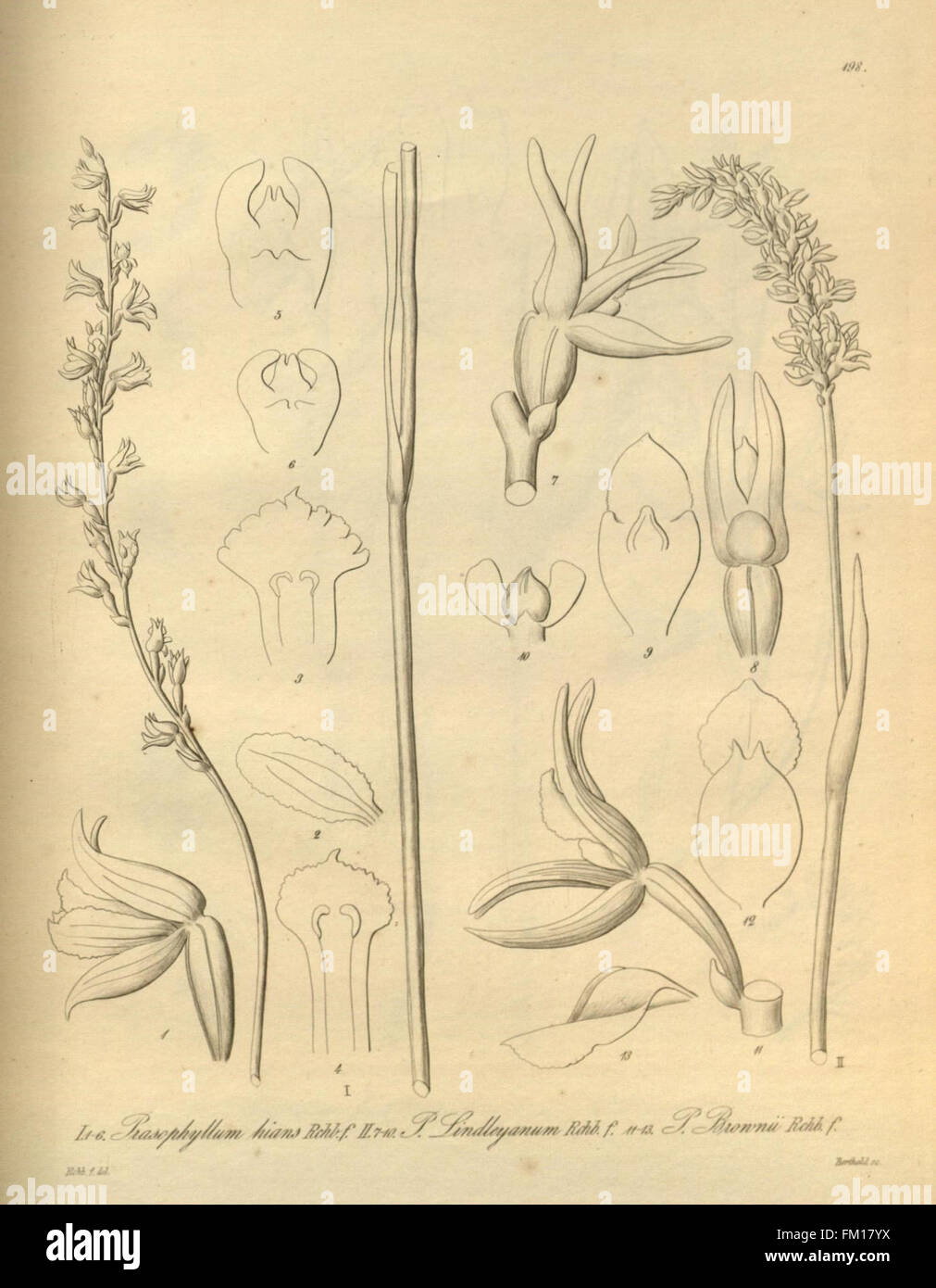 Plate 198 from 'Xenia Orchidacea' illustrates various species of ...