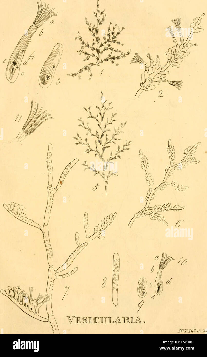 'Zoological Researches and Illustrations' provides insight into poorly ...