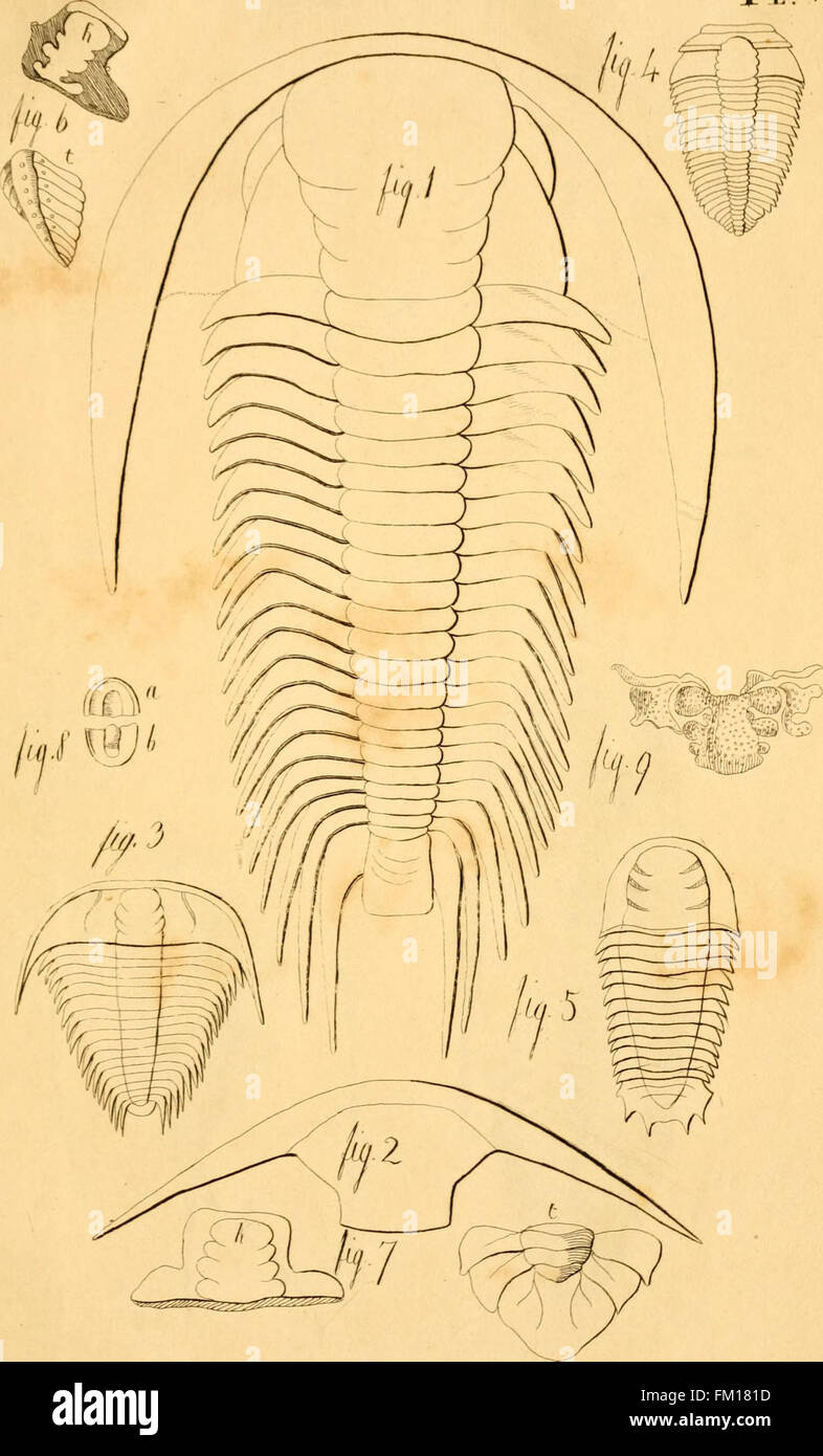 This 1829 work details the natural history of lesser-known or ...
