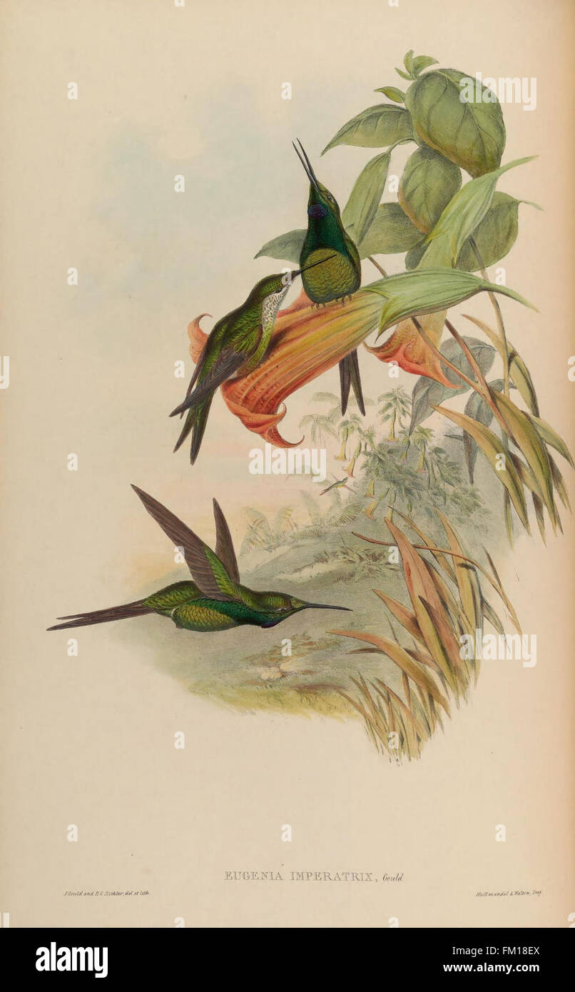 An in-depth study of the hummingbird family (Trochilidae), featuring ...