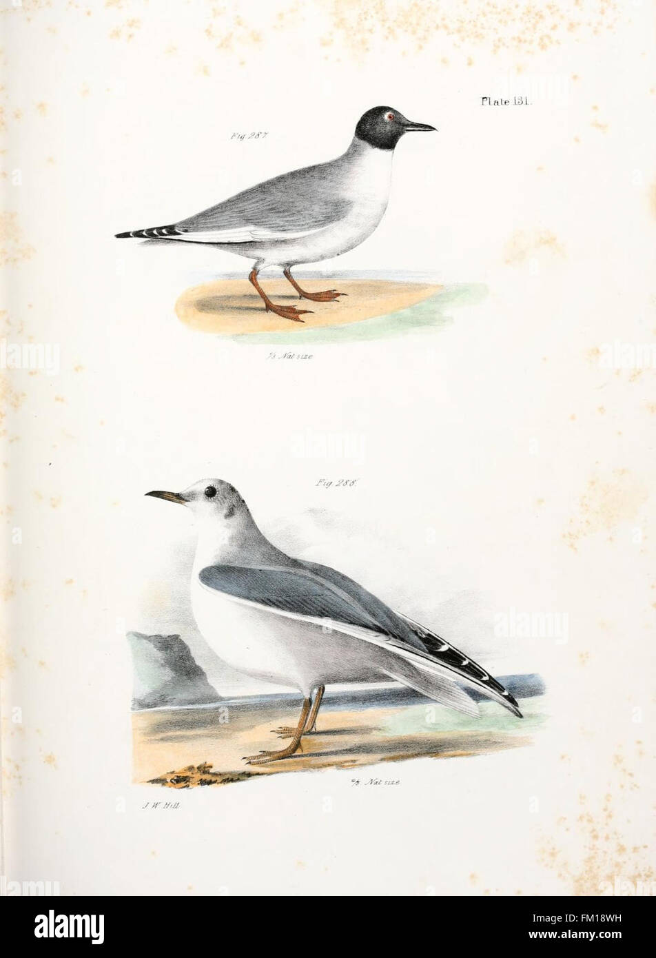 *Zoology of New York* (Plate 131) explores the diverse wildlife and ...
