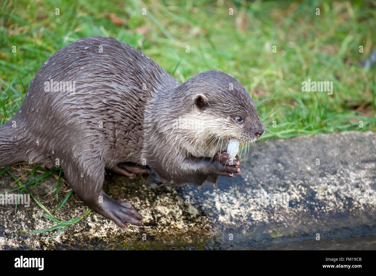 Oriental Small Clawed Otter eating its prey Stock Photo - Alamy