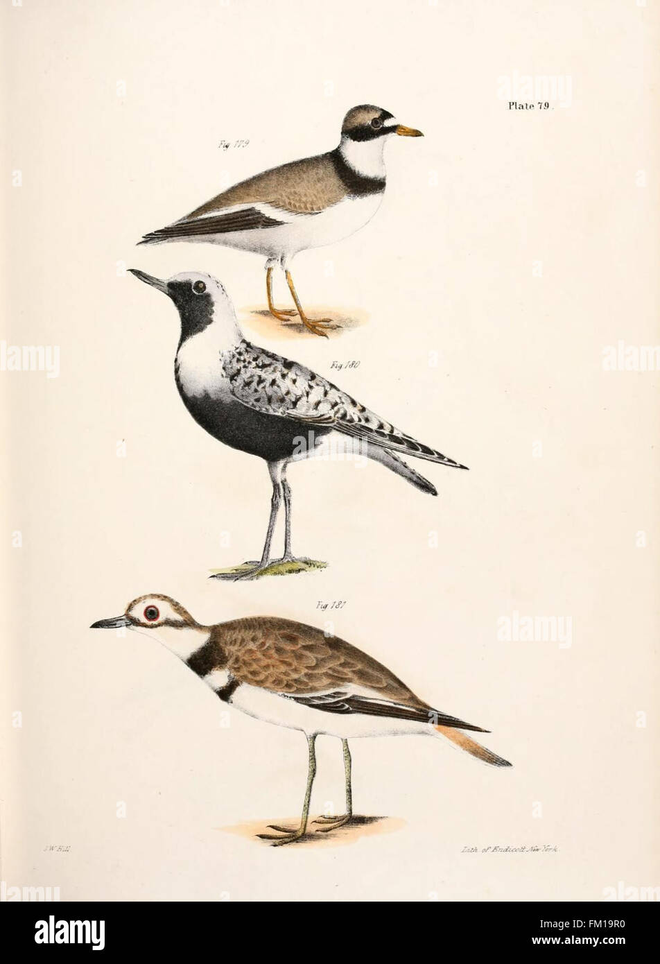 Plate 79 from 'Zoology of New York' illustrates various animal species ...
