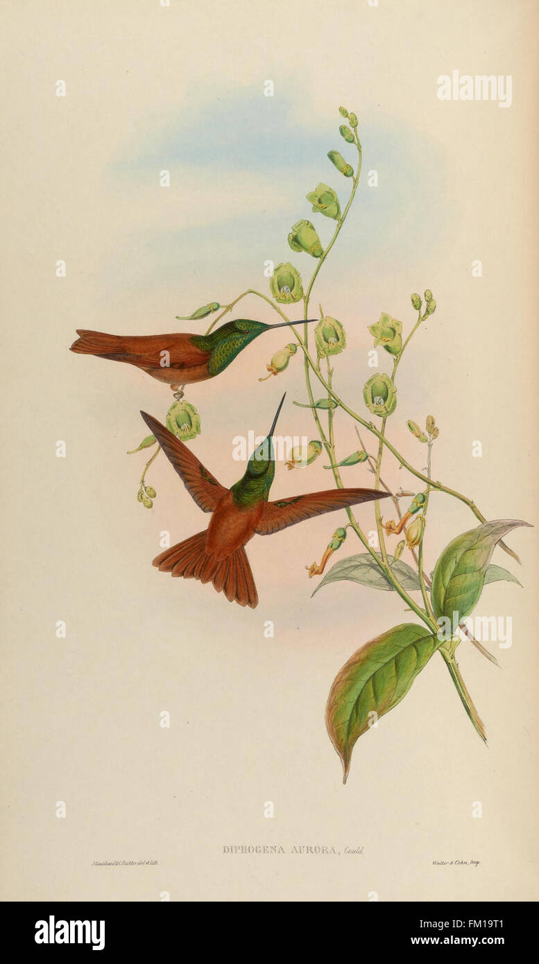 Hummingbird classification hi-res stock photography and images - Alamy