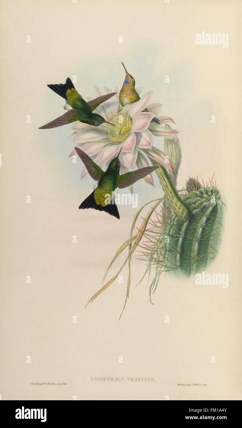 This monograph offers a detailed study of the Trochilidae family ...