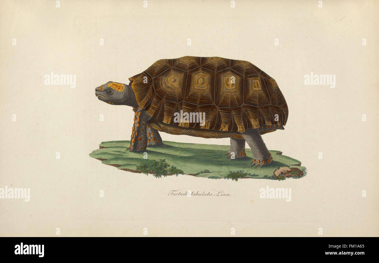 This plate from 'Abbildungen zur Naturgeschichte Brasiliens' features ...