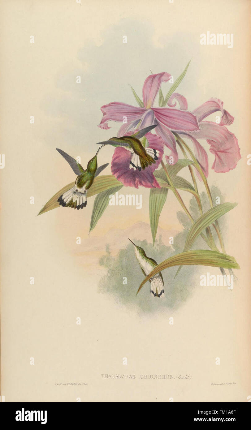 This monograph on the Trochilidae family features detailed ...