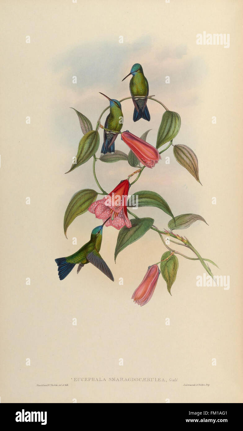 Plate 331 from 'A Monograph of the Trochilidae' illustrates various ...