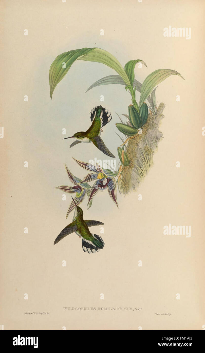 This monograph showcases the hummingbird family (Trochilidae), with ...