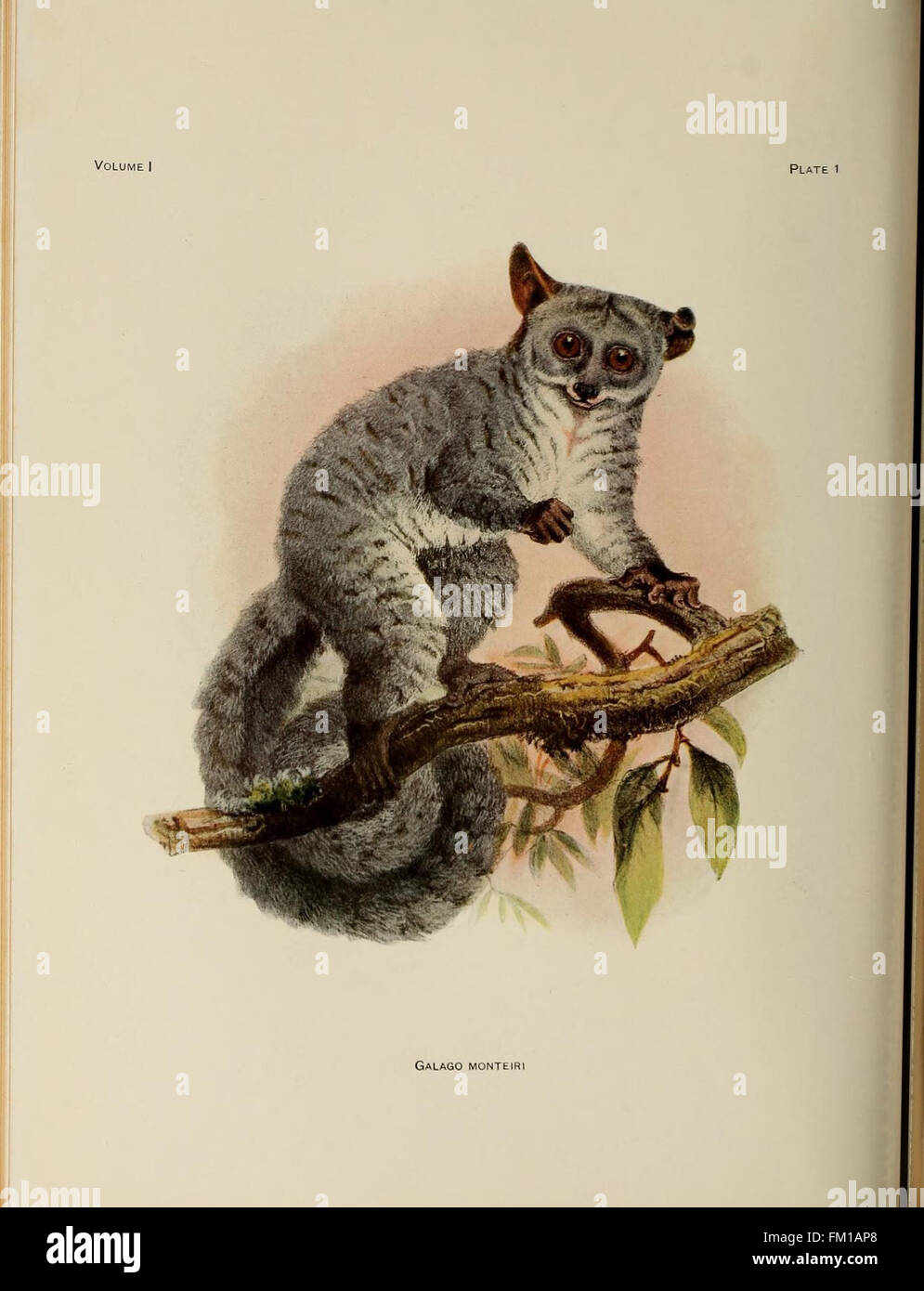 A colored plate from 'A Review of the Primates,' showcasing a primate ...