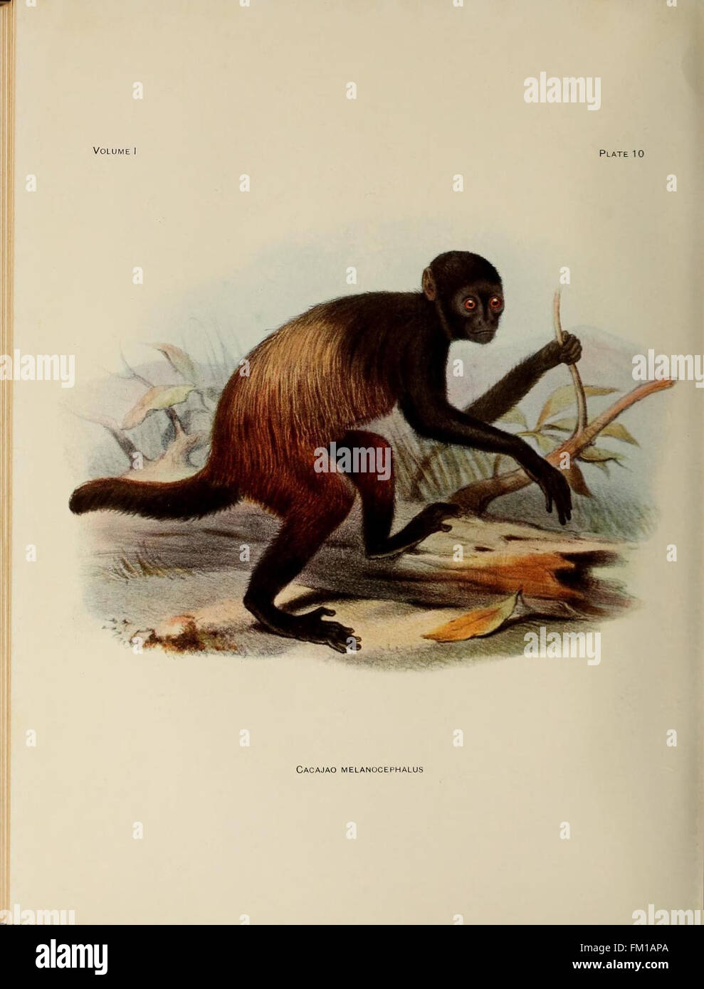 'A Review of the Primates' provides a visual and descriptive study of ...