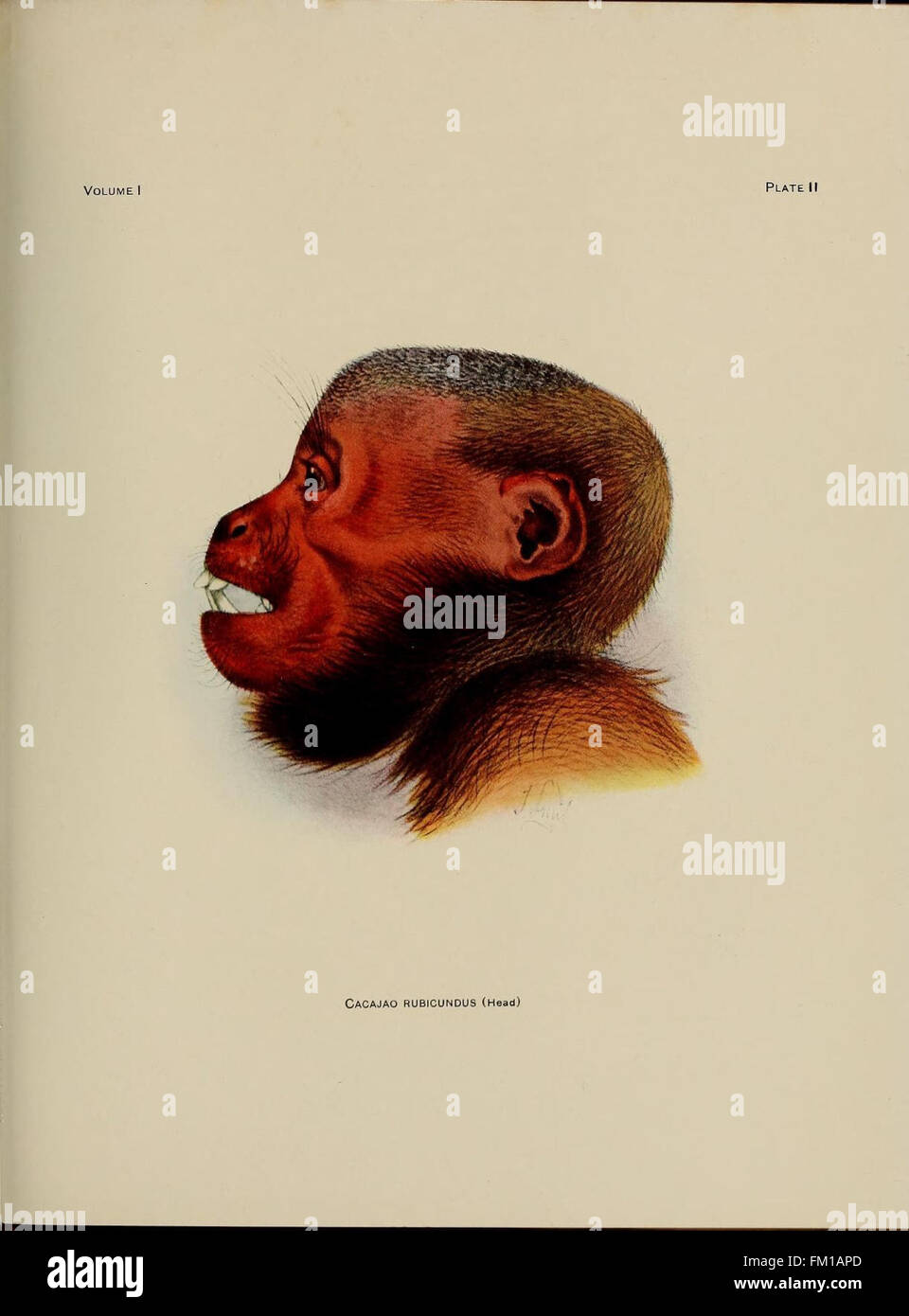 This review offers an overview of primate species, focusing on their ...