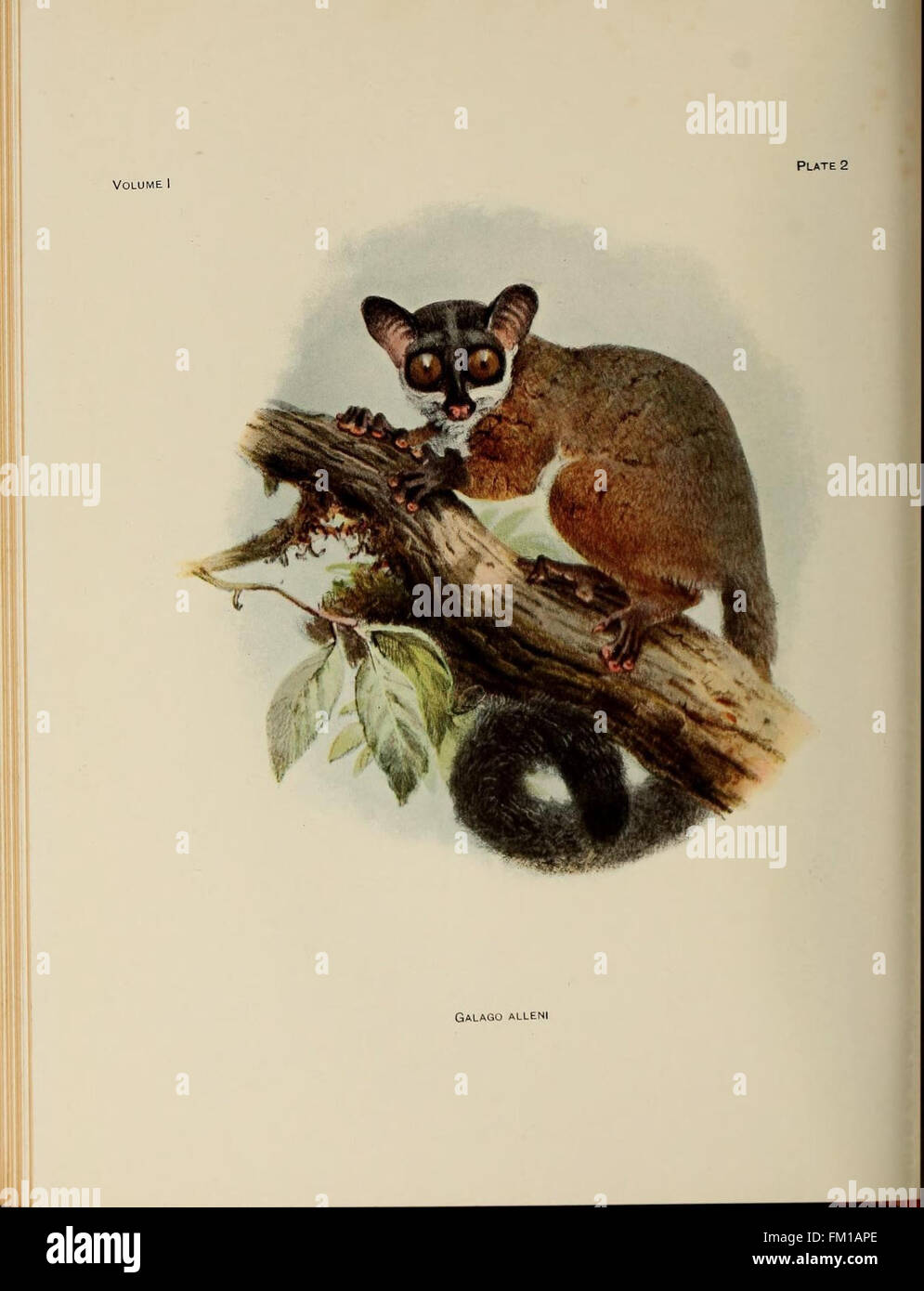 *A Review of the Primates* (Colored Plate 2) provides an in-depth study ...