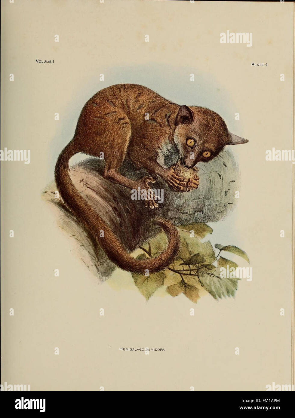 Colored Plate 4 from 'A Review of the Primates' presents an in-depth ...