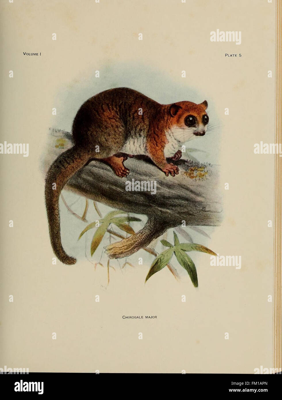 This colored plate from 'A Review of the Primates' depicts various ...