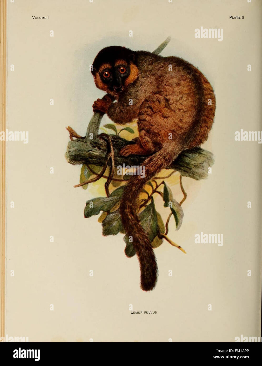 This work reviews primate species, showcasing a detailed colored plate ...